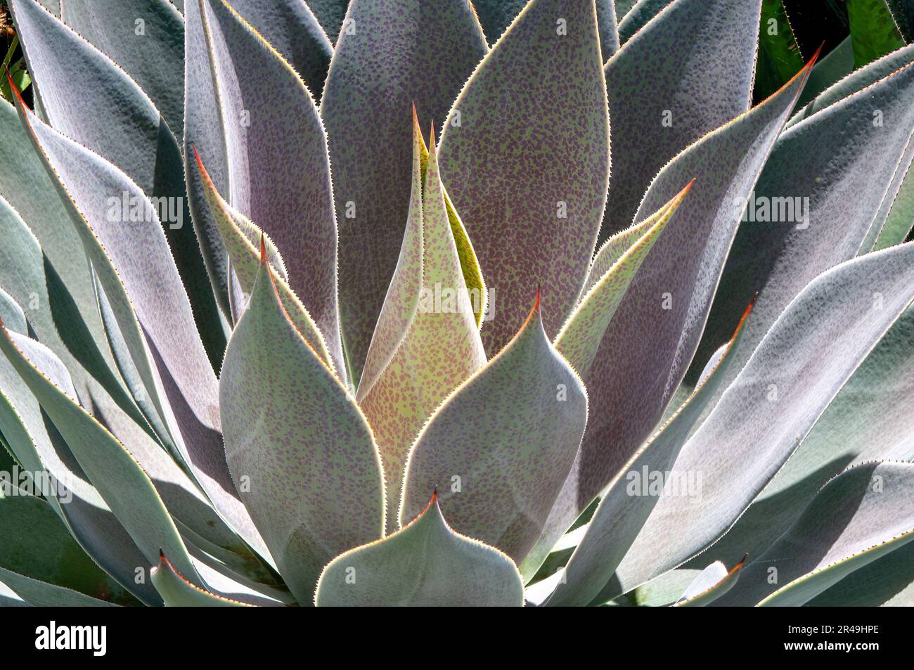 Sydney Australia, closeup of succulent leaves of lavender lady a ...