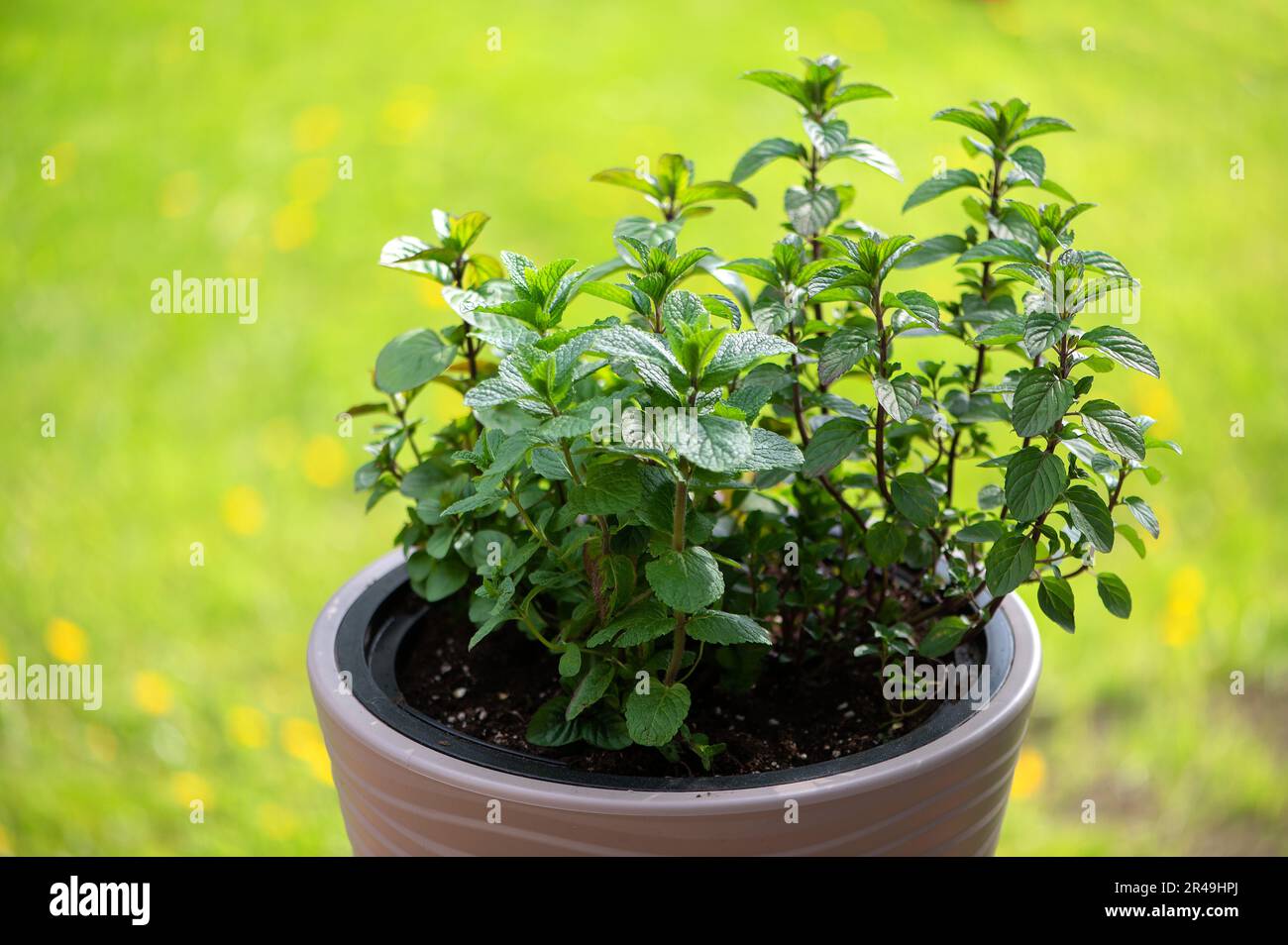 A rustic terracotta flower pot with lush peppermint plant basking in ...