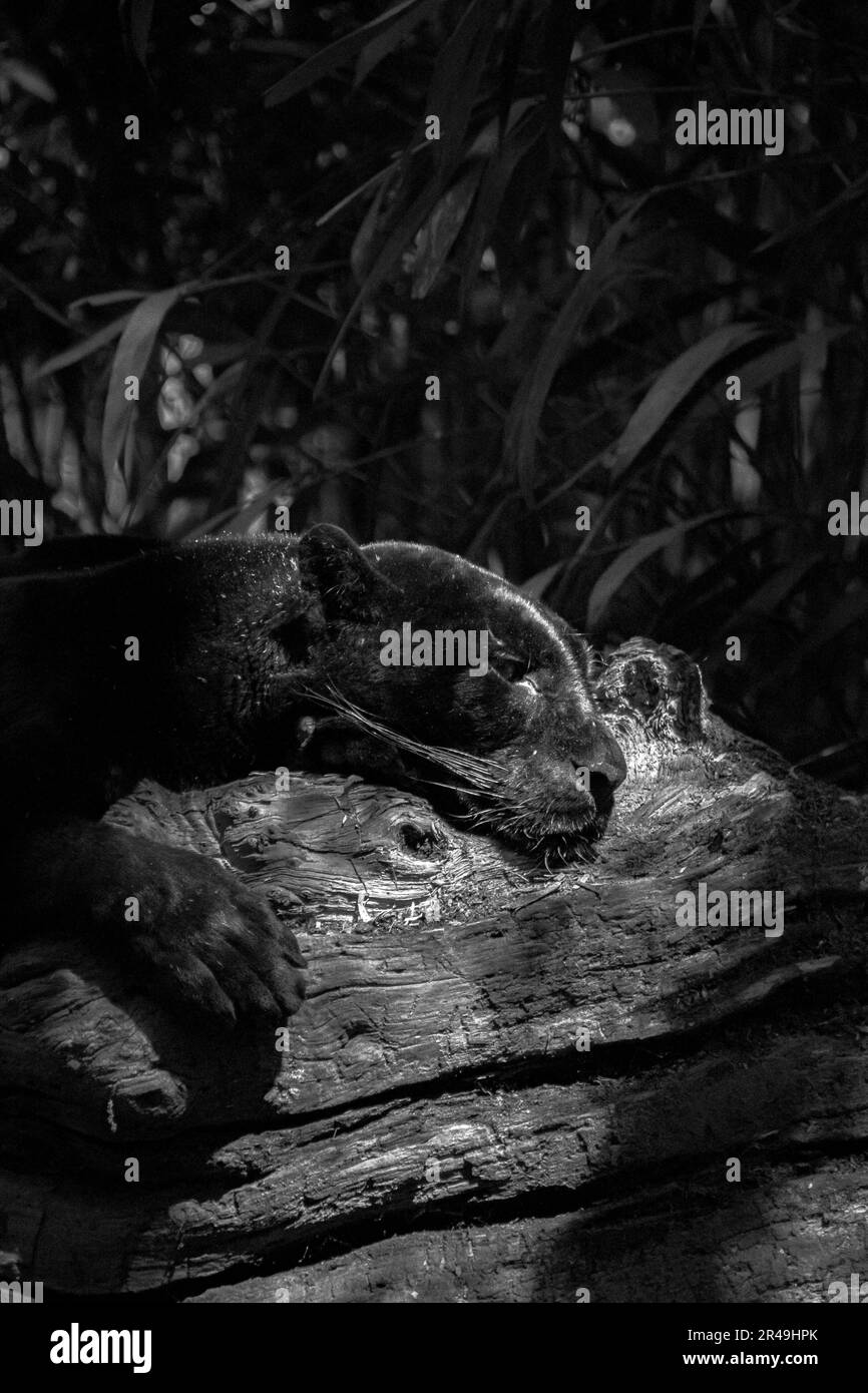 A vertical shot of Black panther lying on a tree trunk Stock Photo - Alamy