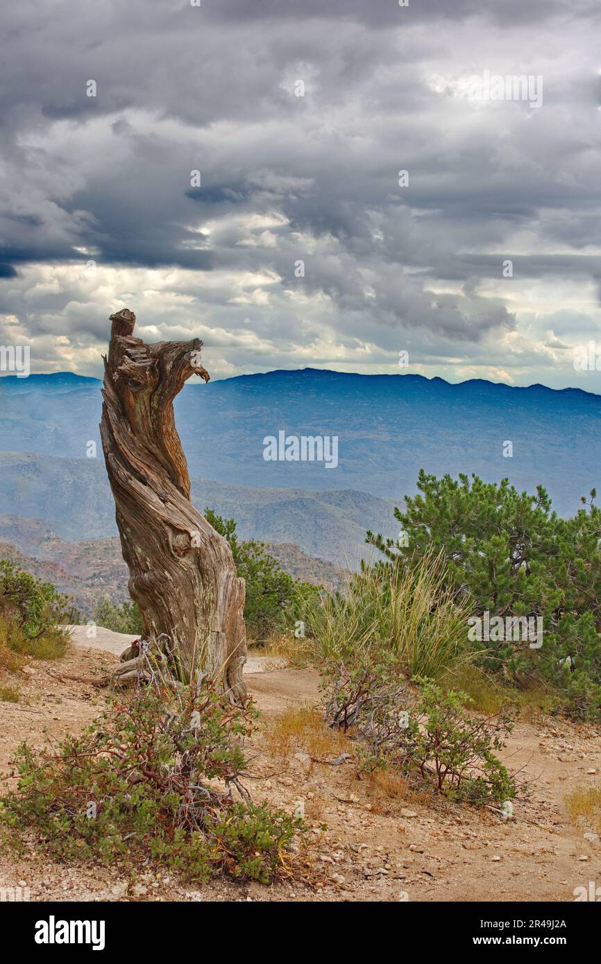 Twisted trunk with manzanita at base and clouds and mountains behind at ...