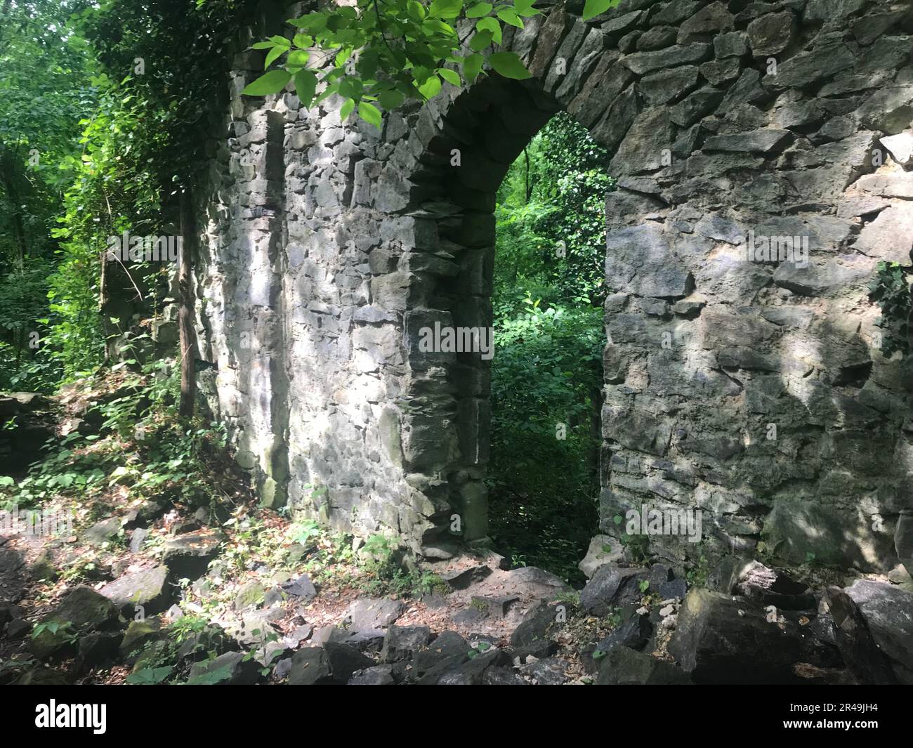 Structure of ivy hi-res stock photography and images - Alamy