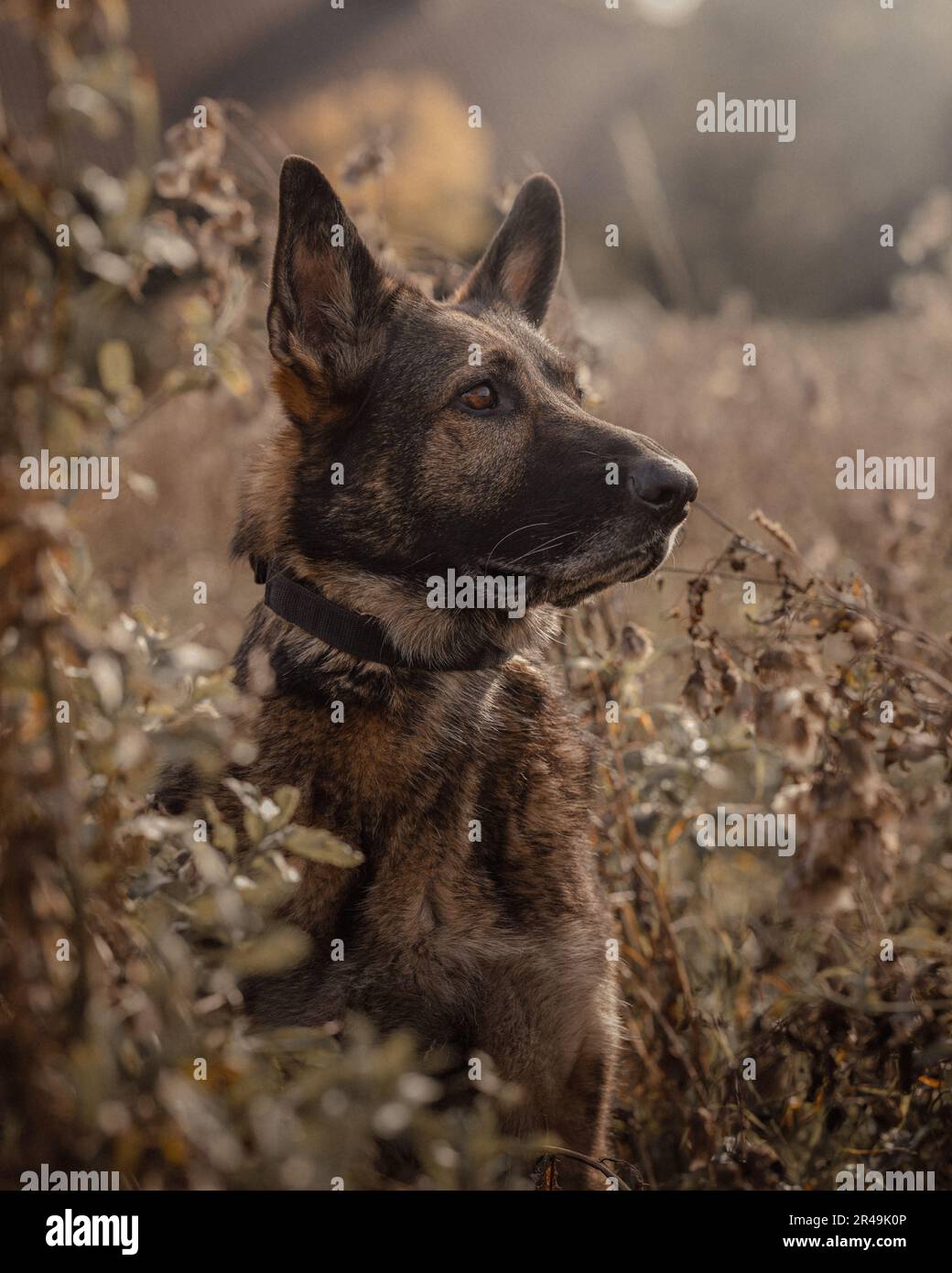 A german shepherd dog in a grassy field Stock Photo - Alamy