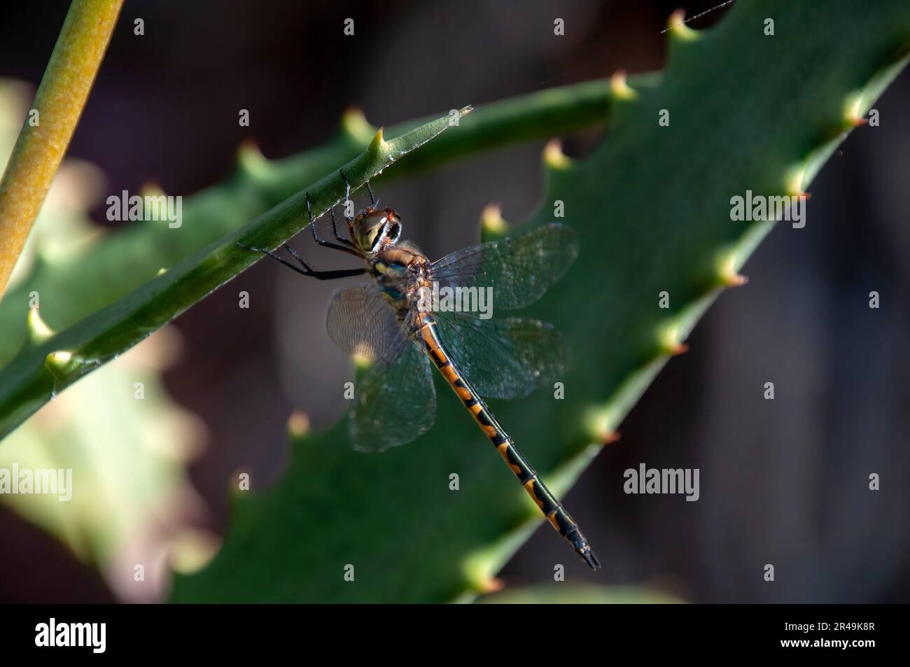 Australian dragonflies hi-res stock photography and images - Alamy