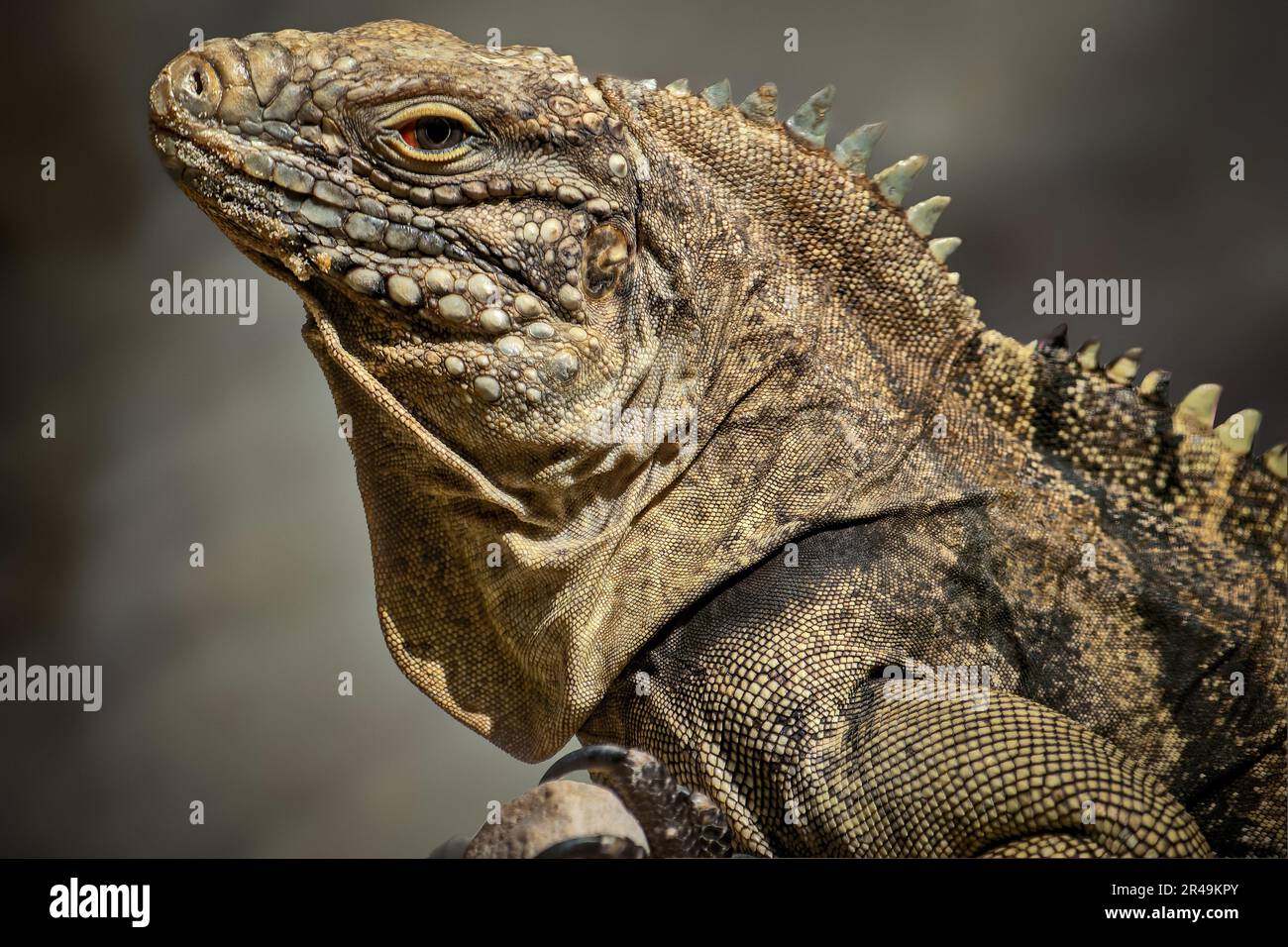 A close-up shot of a large lizard looking to the side, showcasing its ...
