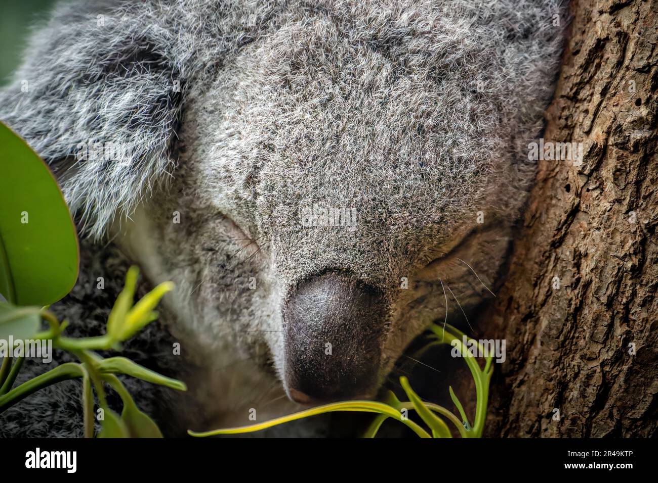 Koala in the sun hi-res stock photography and images - Alamy