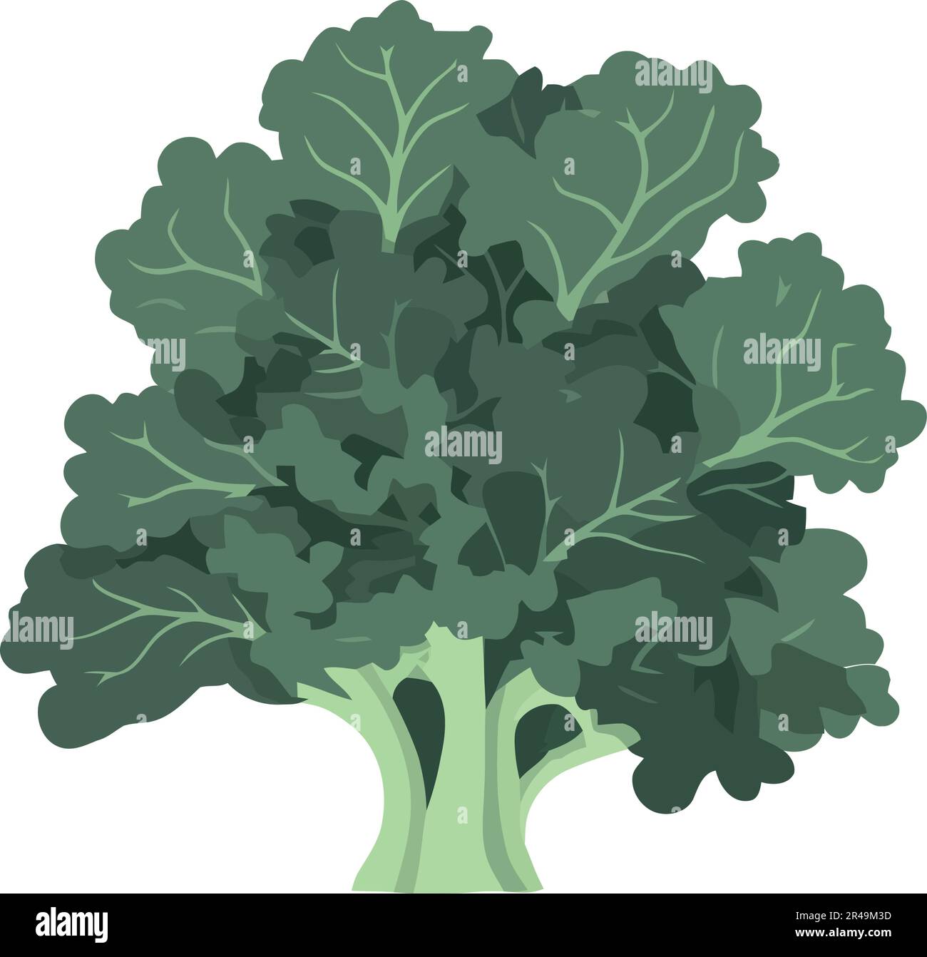 Kale tree Cut Out Stock Images & Pictures - Alamy
