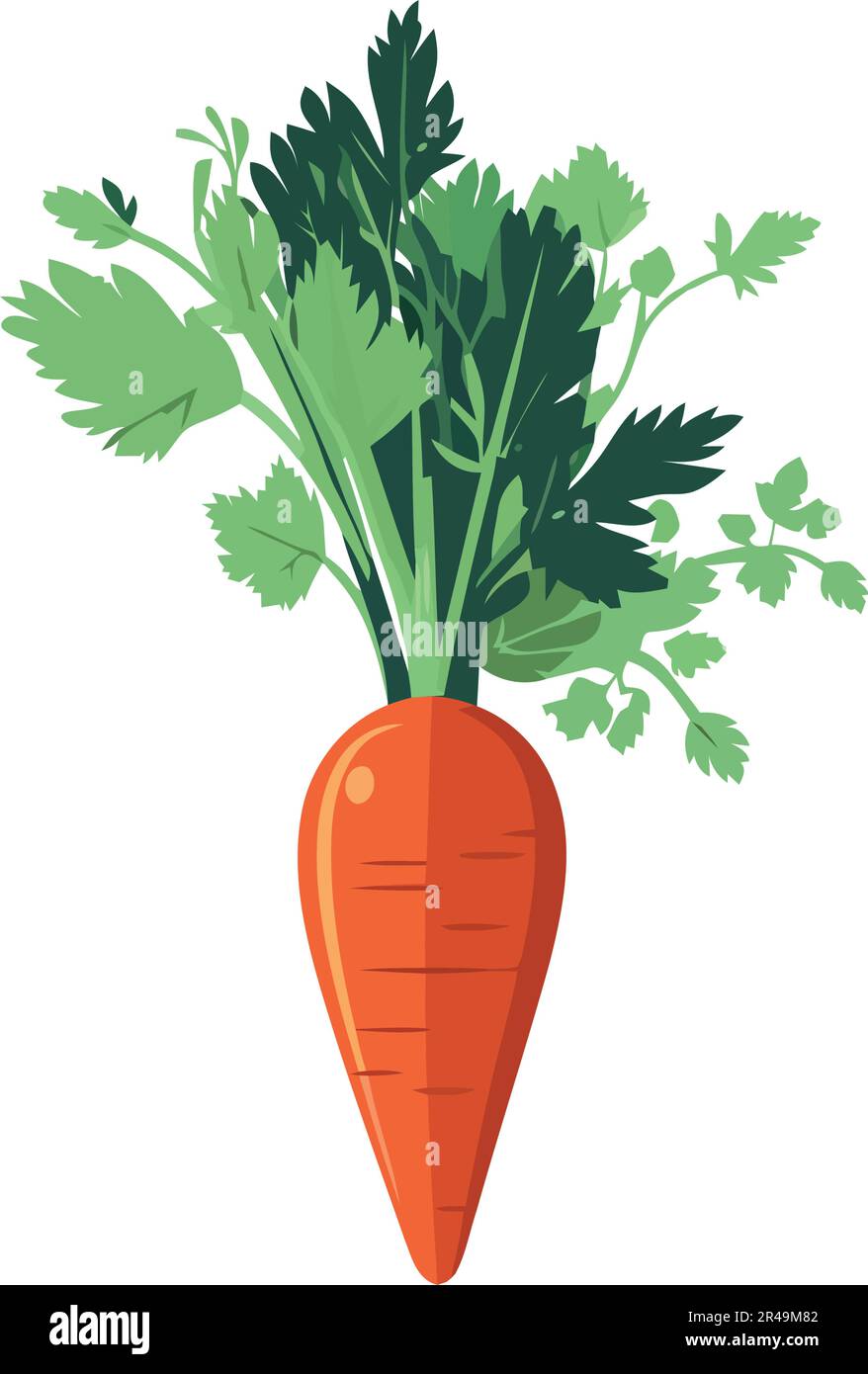 Fresh carrot illustration vector Stock Vector Image & Art - Alamy