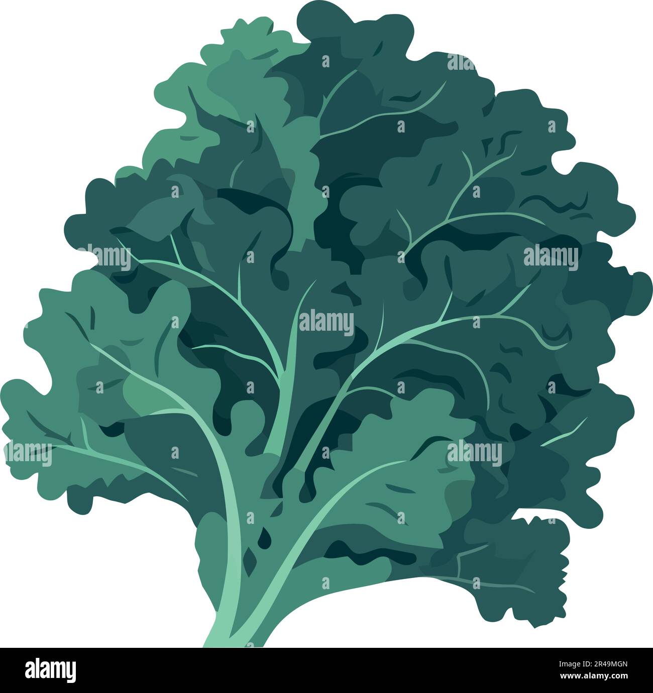 Kale Vector