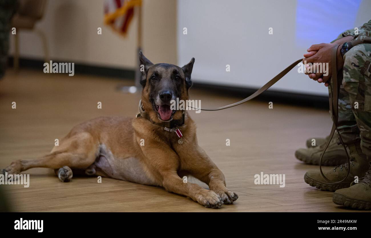 Timo, U.S. Air Force military working dog assigned to the 23rd Security ...