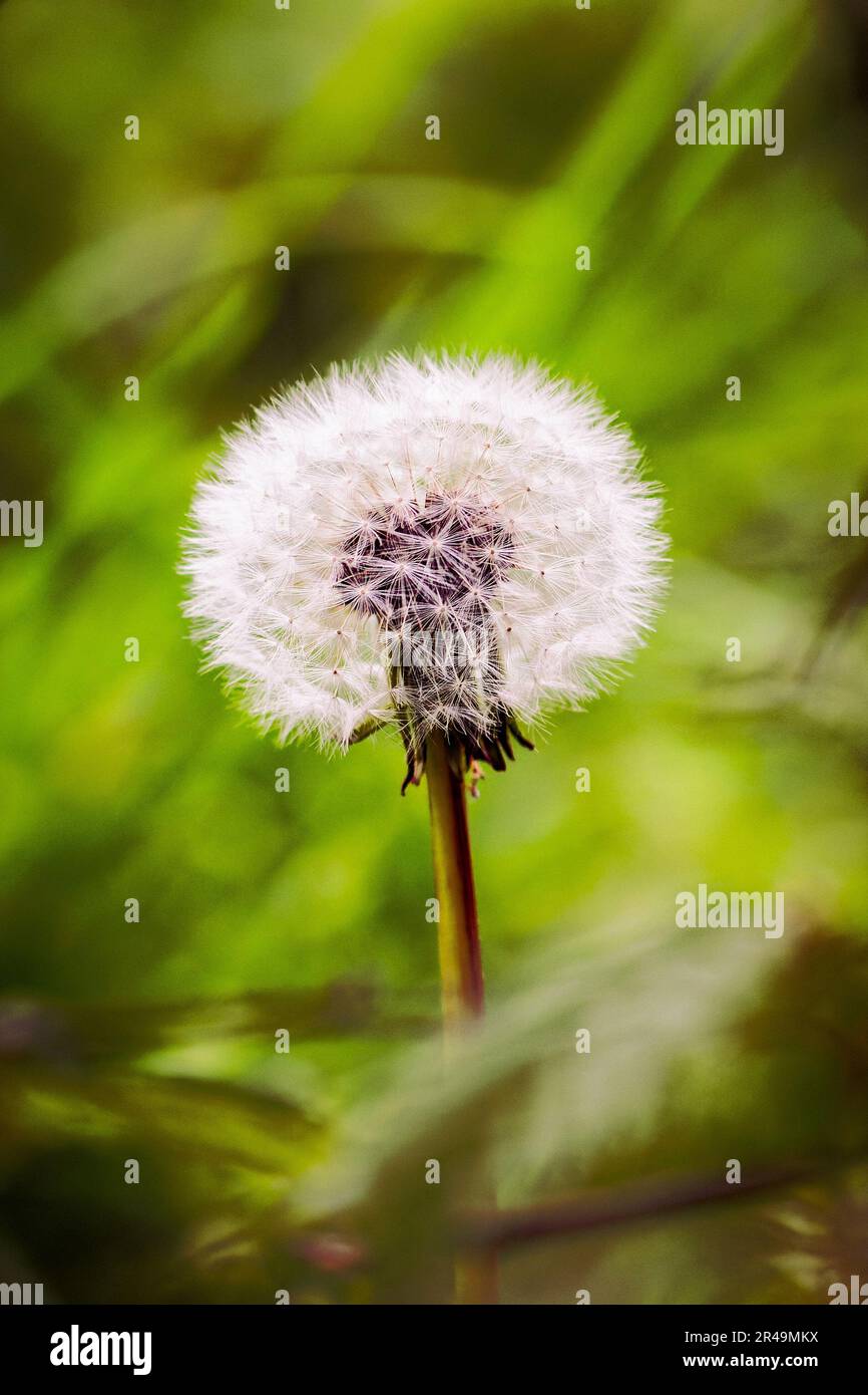 A dandelion puff with a fluffy petal structure, growing in a lush green ...