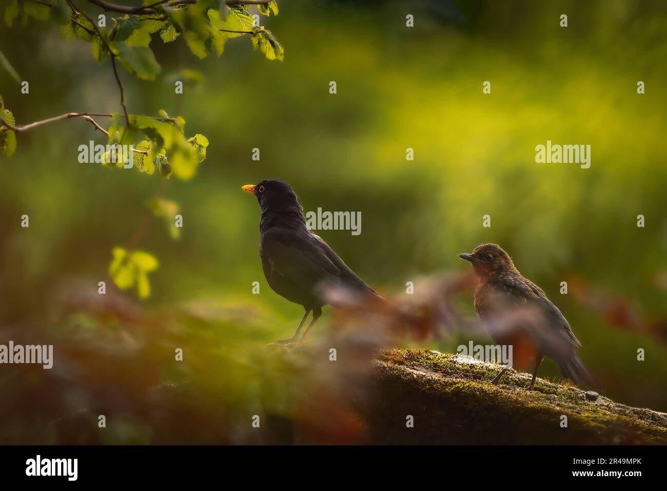 Two common blackbirds perched on a tree branch in a sunlit environment ...