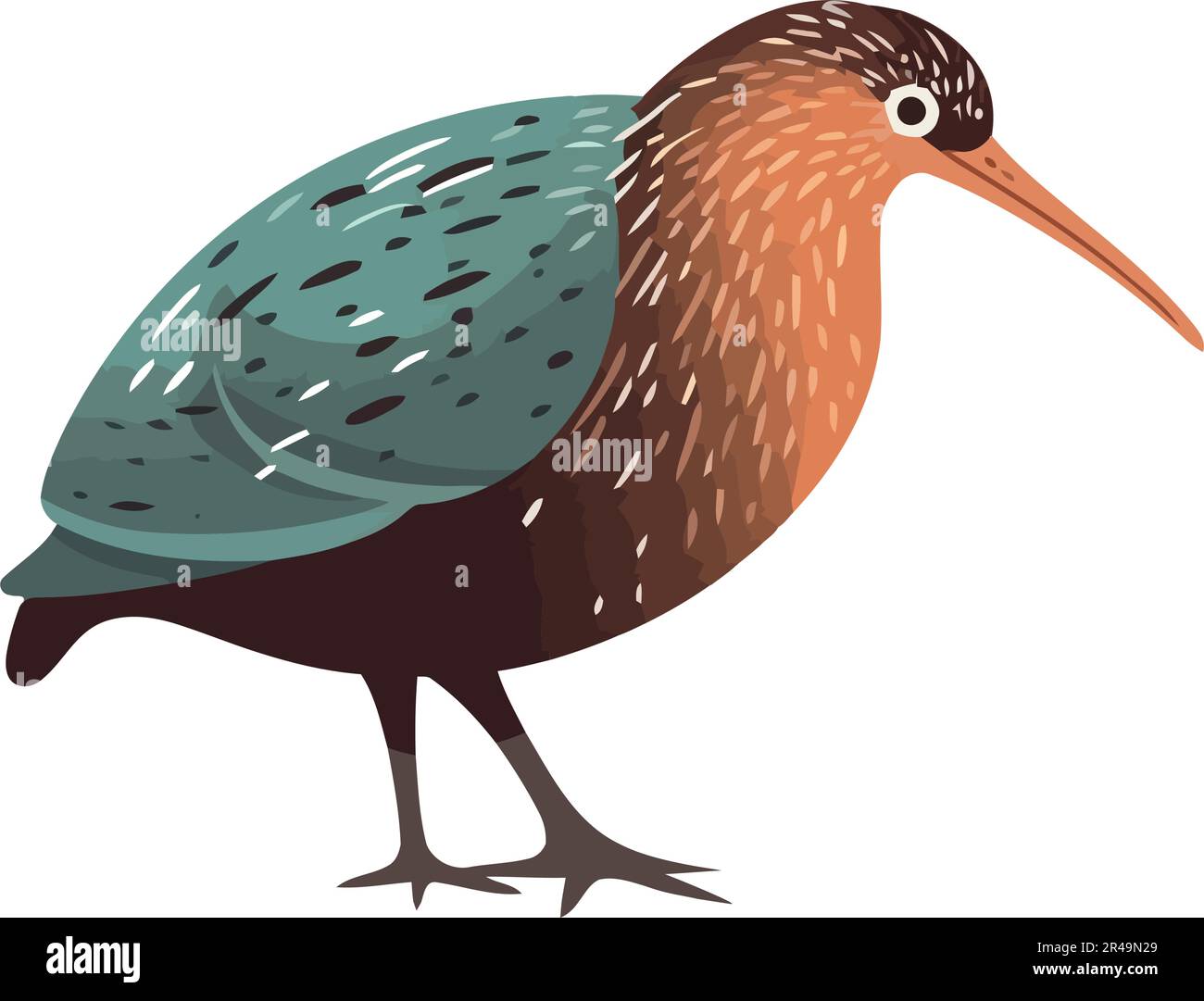 Cute Hummingbird walking on grass in nature Stock Vector Image & Art ...