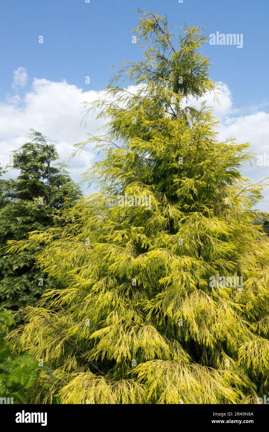 Chamaecyparis lawsoniana karaca hi-res stock photography and images - Alamy