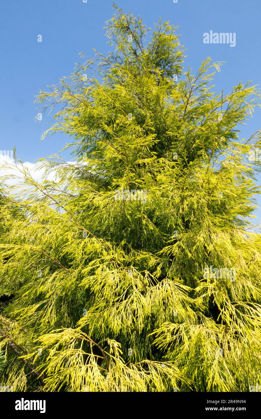 Golden yellow lawson cypress chamaecyparis lawsoniana hi-res stock ...