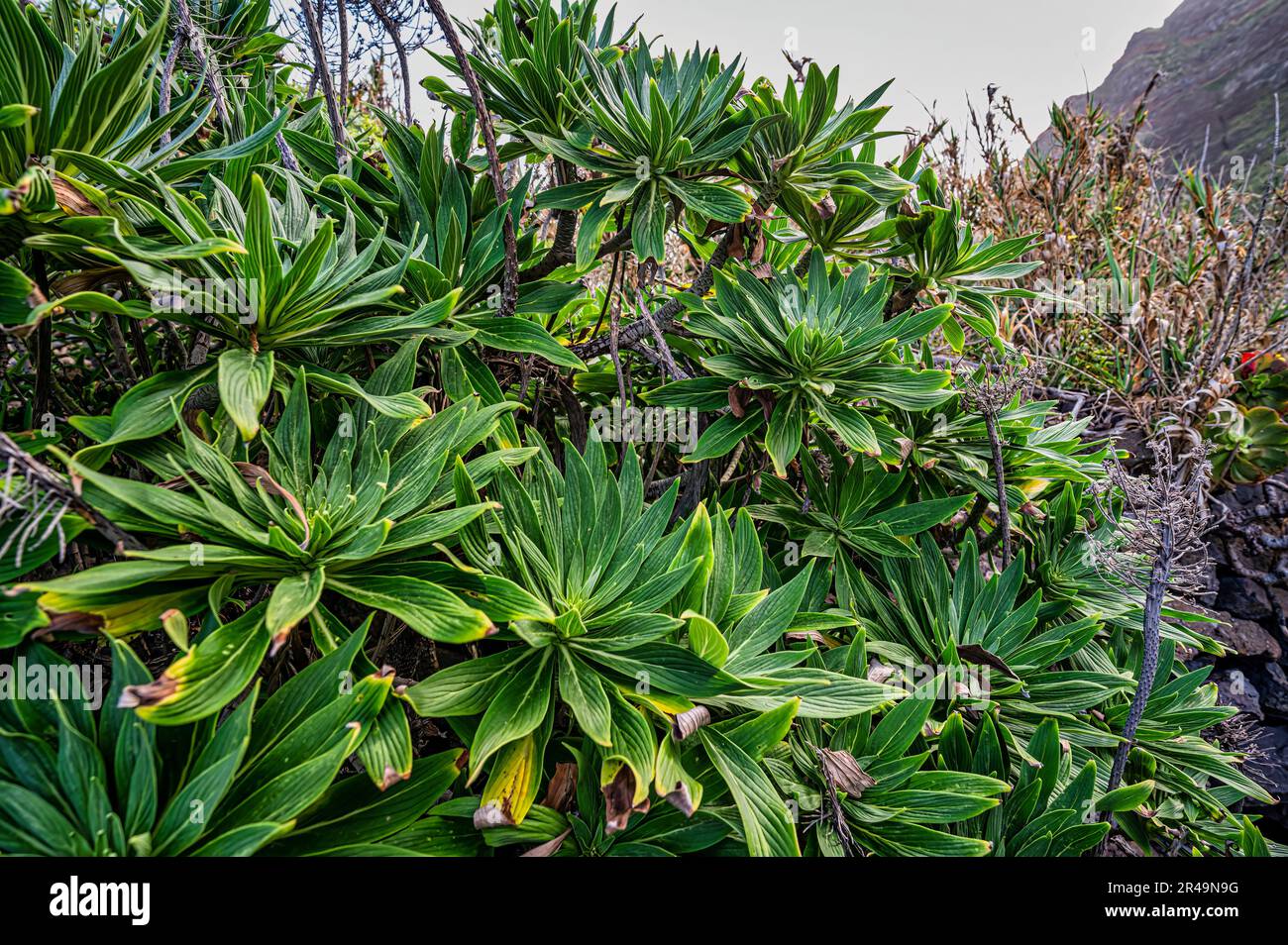 A picturesque view of a grassy hillside with a tall, leafy tree growing ...