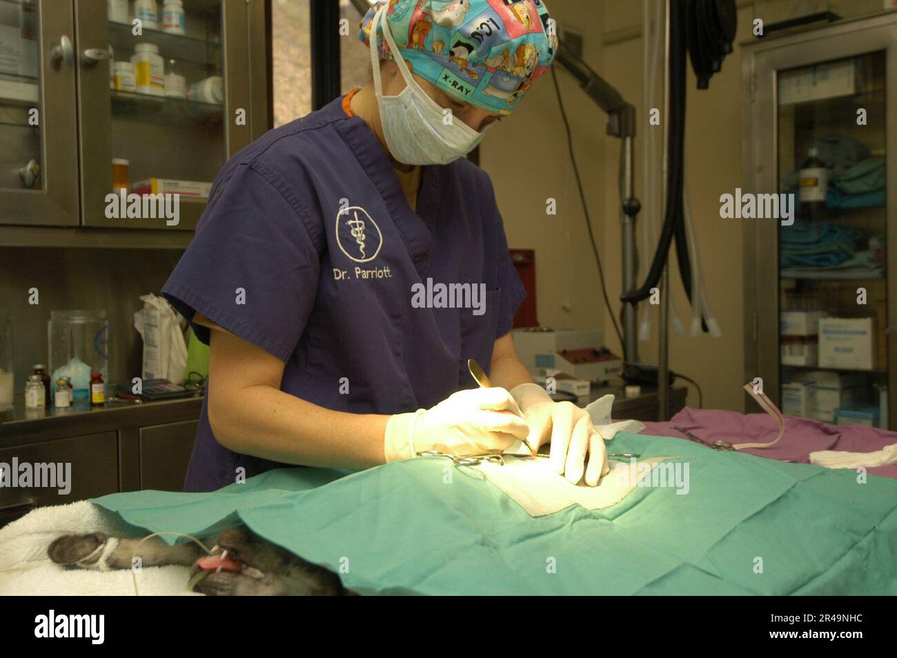 US Navy Army conducts a routine spaying procedure on a DOD family ...