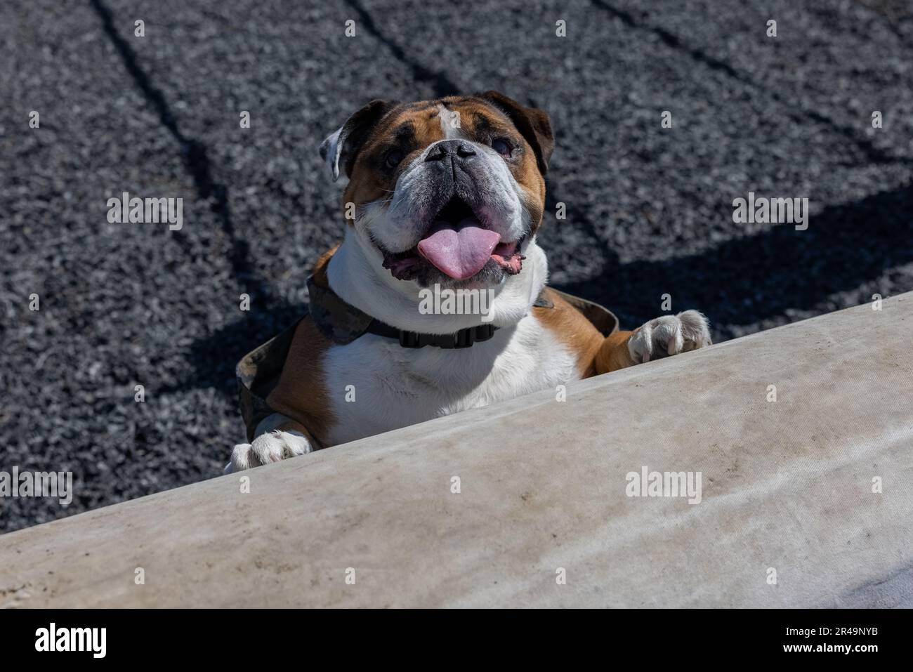 U.S Marine Corps Cpl. Manny, the mascot of Marine Corps Recruit Depot ...