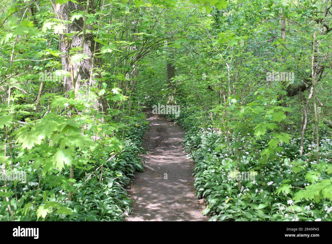 An idyllic path meanders through a vibrant forest, surrounded by ...