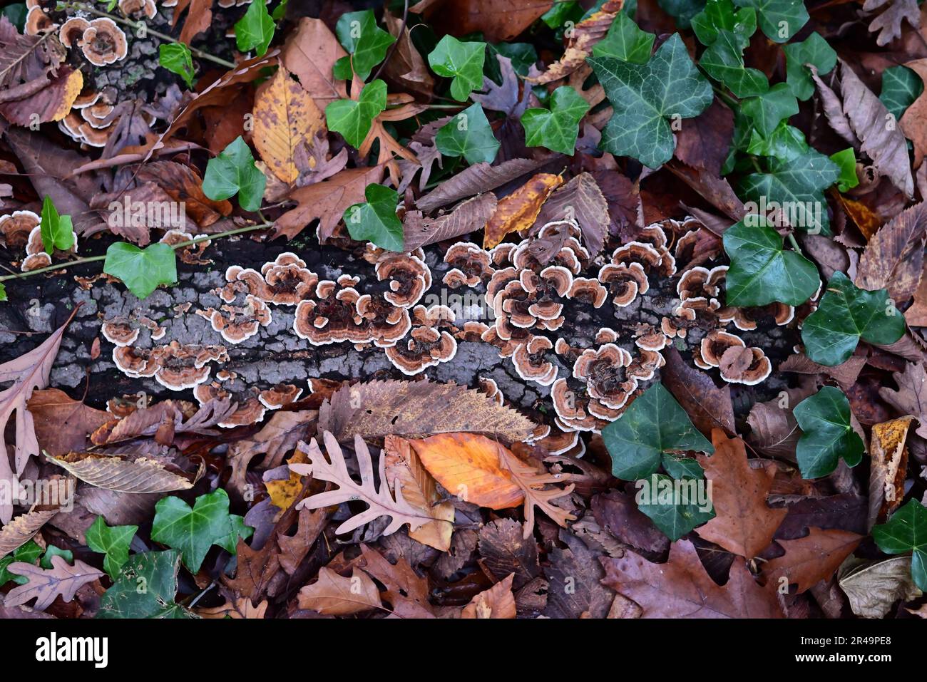 A top view of fungus sprouting from a tree log on a forest floor Stock ...