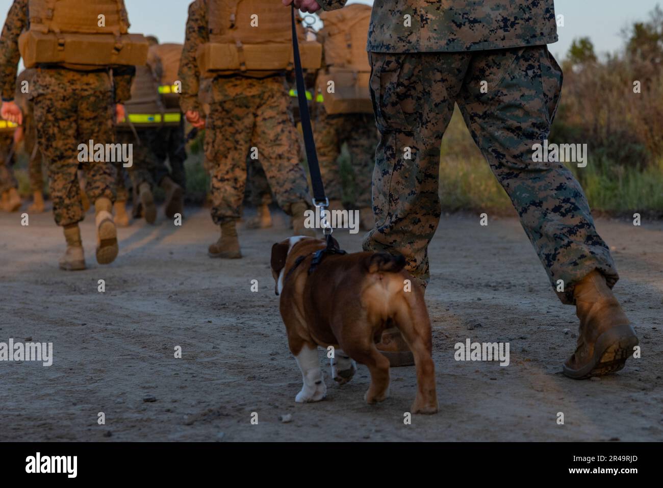 U.S. Marine Corps recruit Bruno, the mascot in training, begins his ...