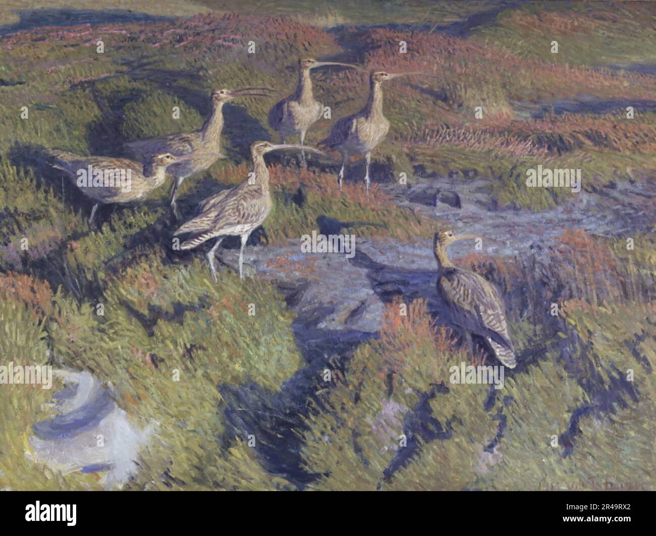 Curlews about to take flight, 1911 Stock Photo - Alamy