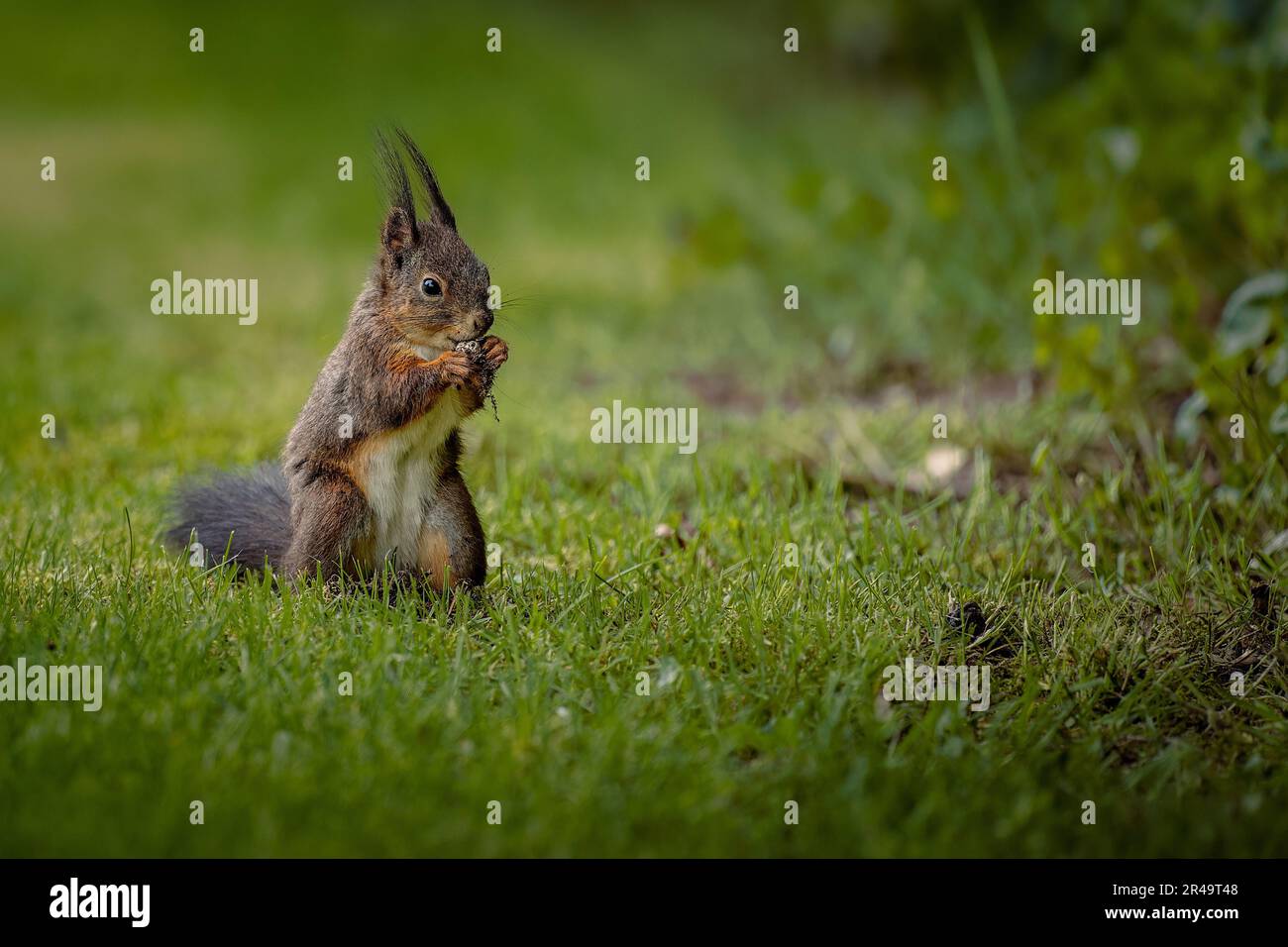 A grey squirrel standing upright eating on a grassy field Stock Photo ...