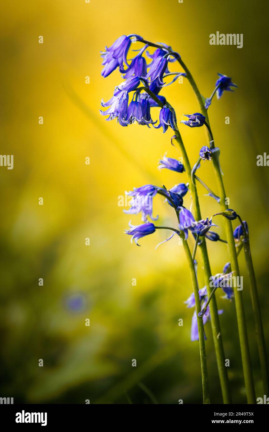 The blue Hyacinthoides undescribed (Hyacinthoides non-scripta ...