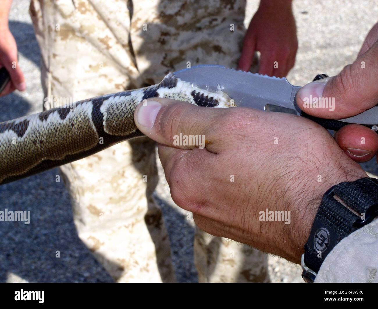 US Navy Students learn how to cut open a snake to use as food during ...