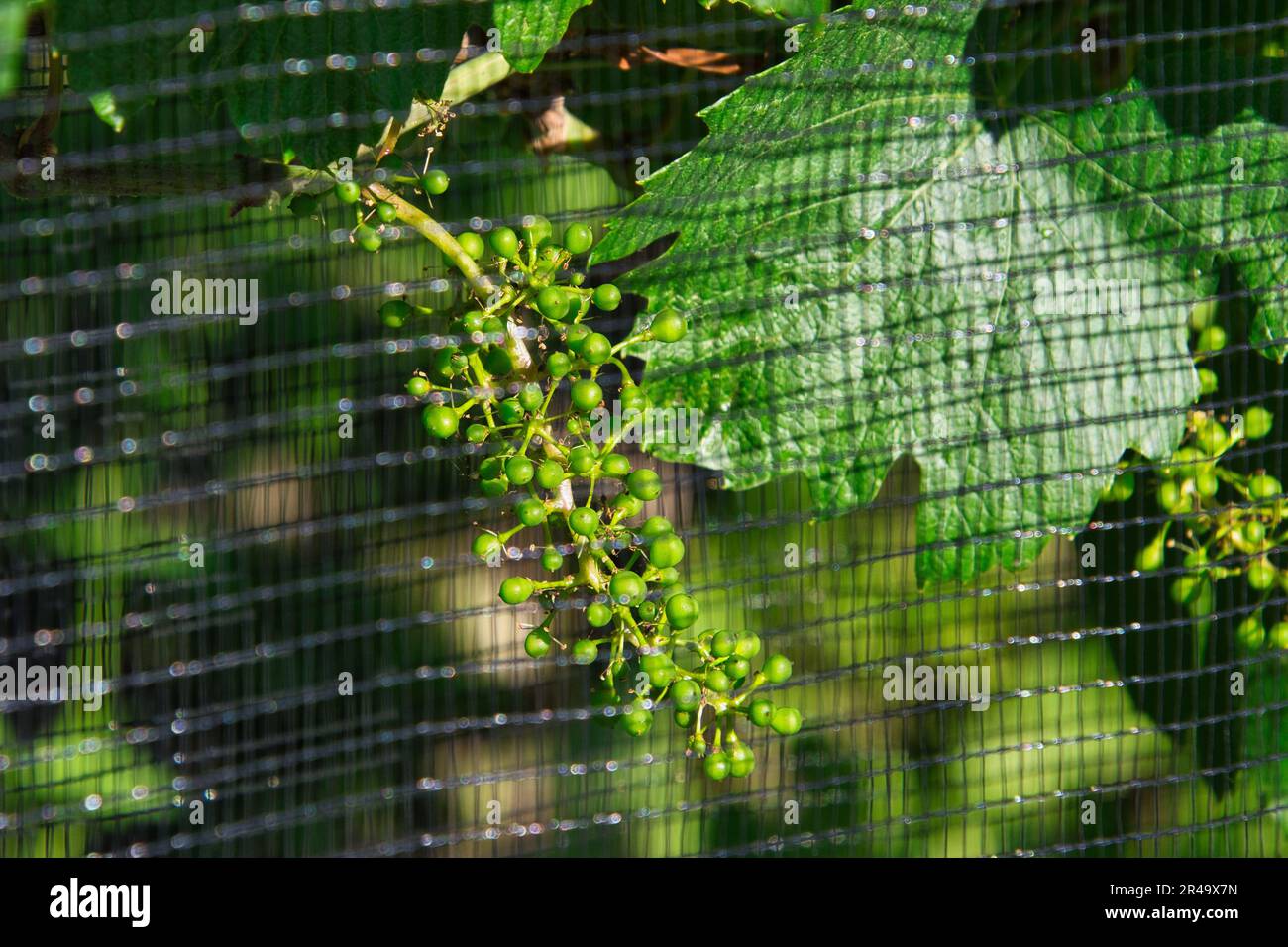 A close-up image of lush green grapes growing on a vine, partially ...