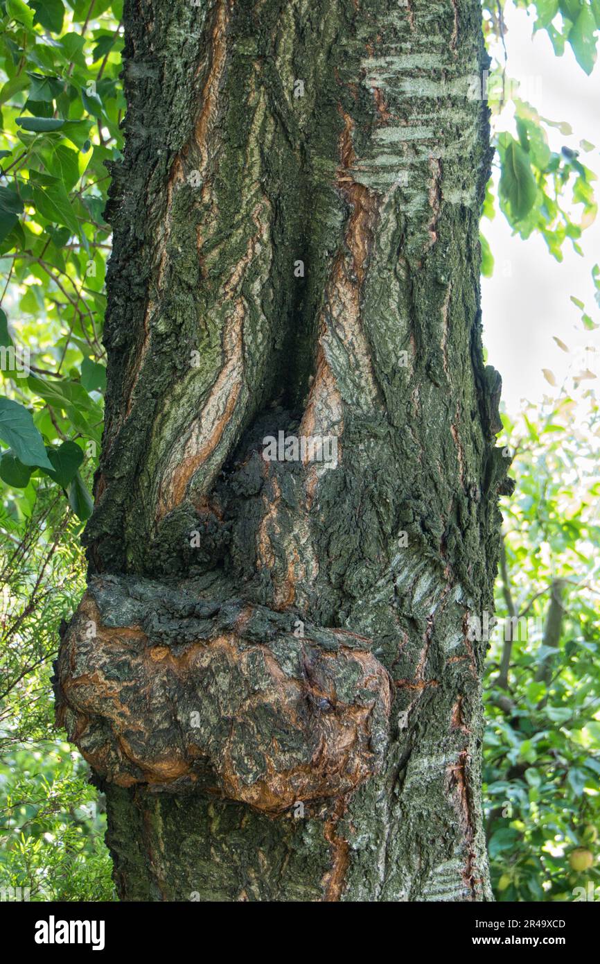 A tall tree with a thick trunk featuring distinct brown and red ...
