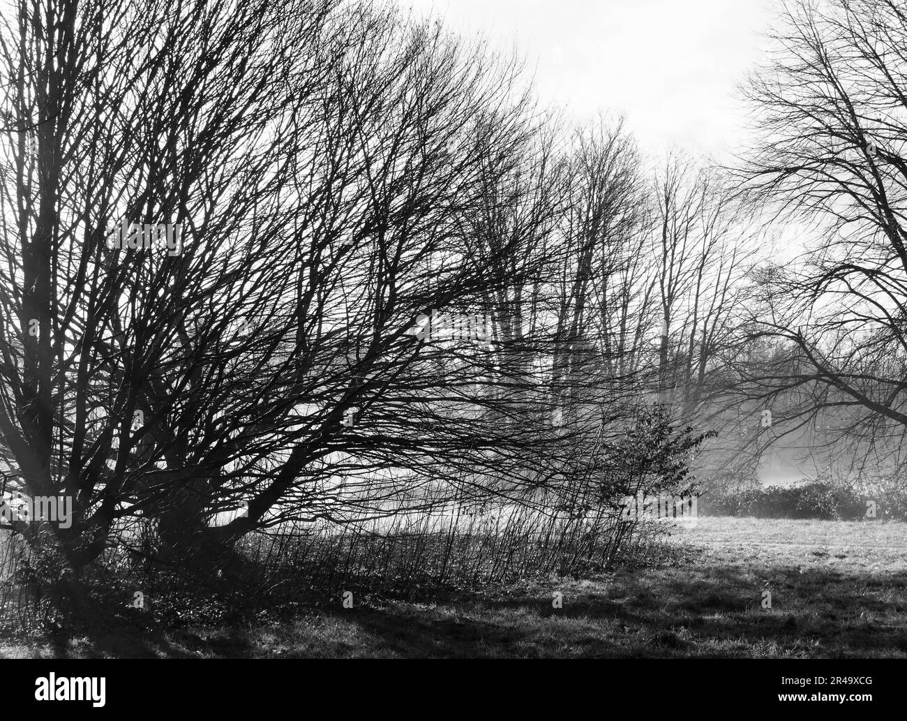A grayscale photo of multiple trees in a field setting Stock Photo - Alamy