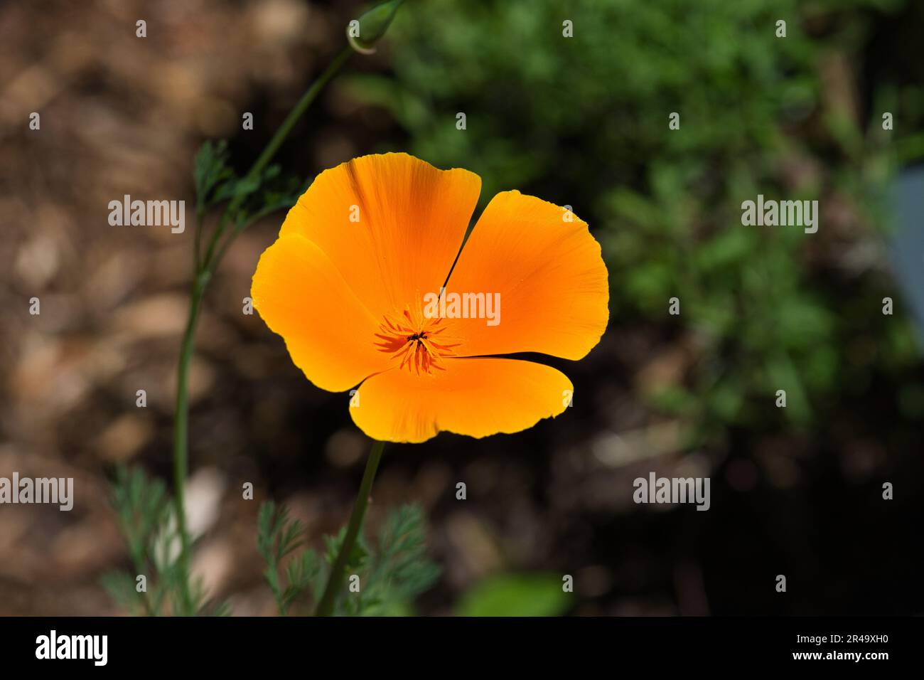 A vibrant orange flower with other varieties of plants, creating a ...