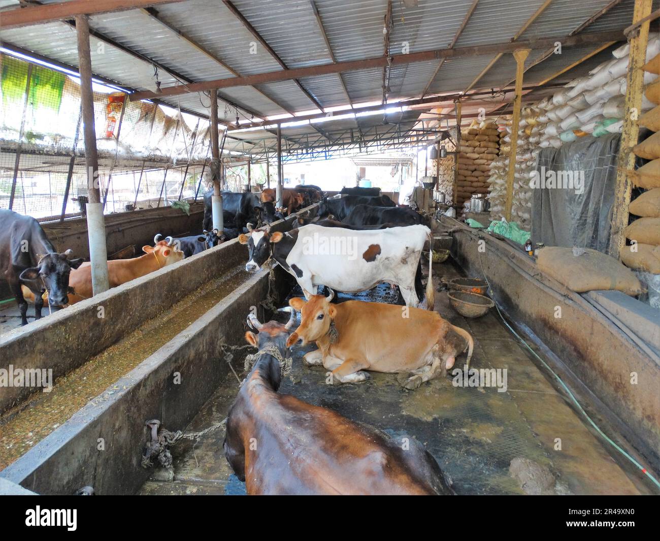 A group of cows in a cowshed on a farm Stock Photo - Alamy