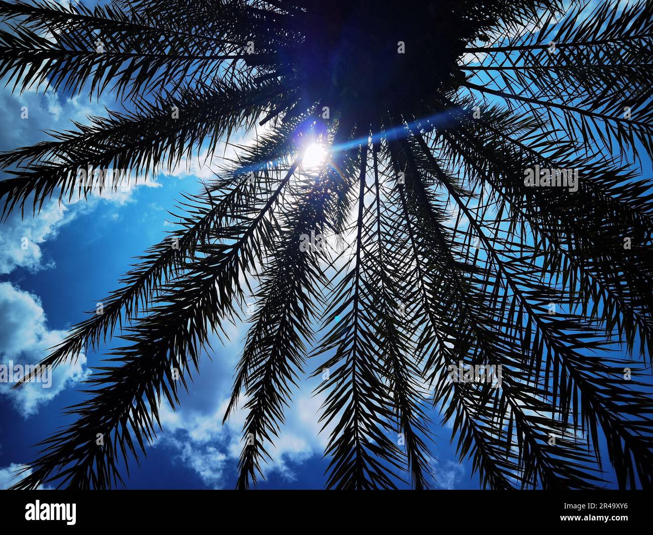A low angle shot of a tall, slender palm tree Stock Photo - Alamy
