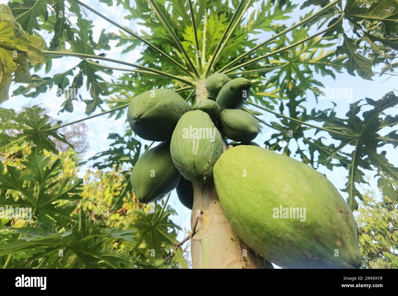 A high-resolution, close-up photograph of a papaya tree in a lush green ...
