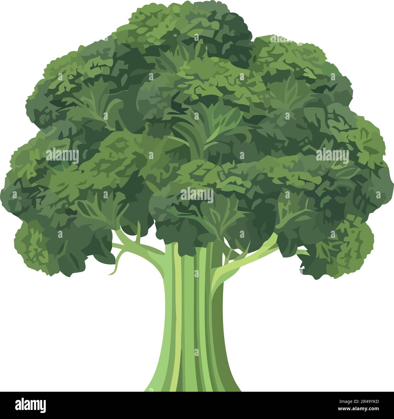 Green broccoli vector Stock Vector Image & Art - Alamy