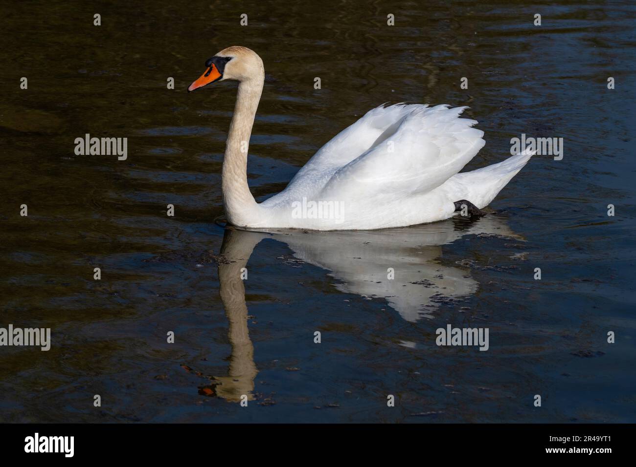 Swan on the water surface. Side view Stock Photo - Alamy