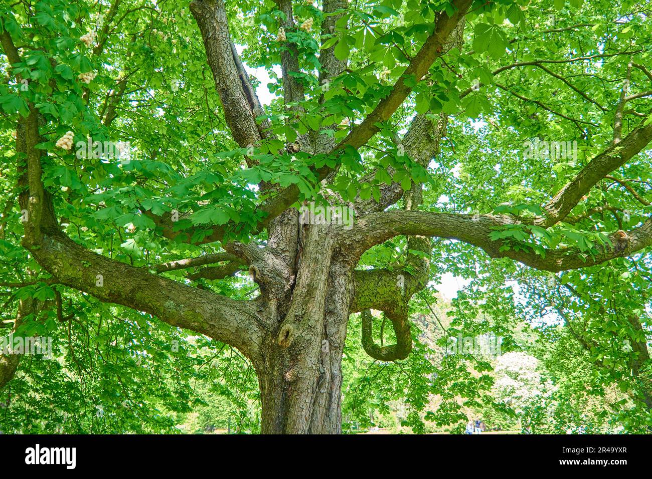 A vibrant scene of a lush green tree surrounded by lush grass Stock ...
