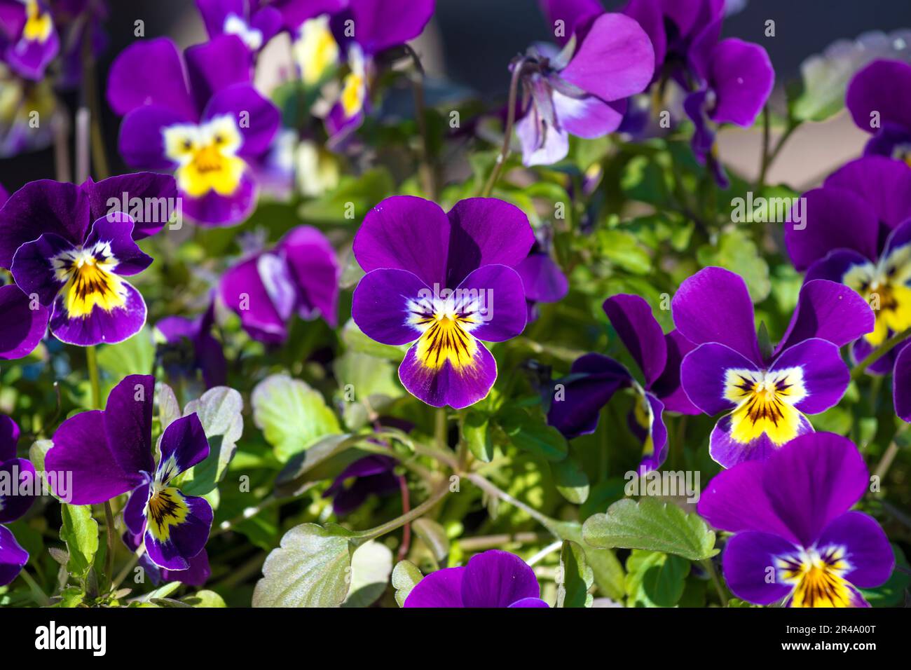 Violet viola tricolor hi-res stock photography and images - Alamy
