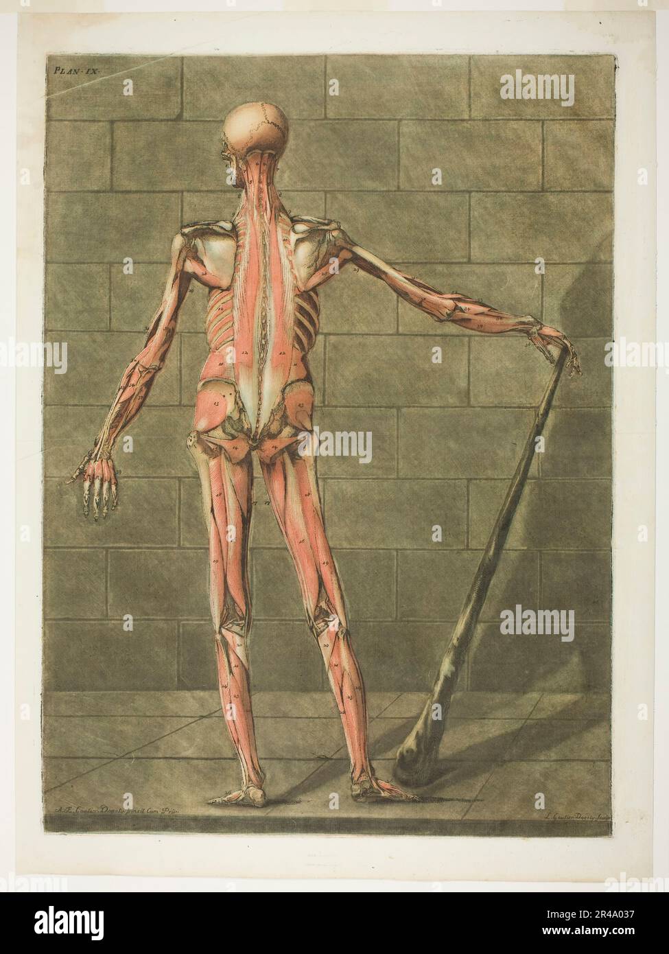 Posterior View of Muscle Man, plate nine from Complete Anatomy Course ...