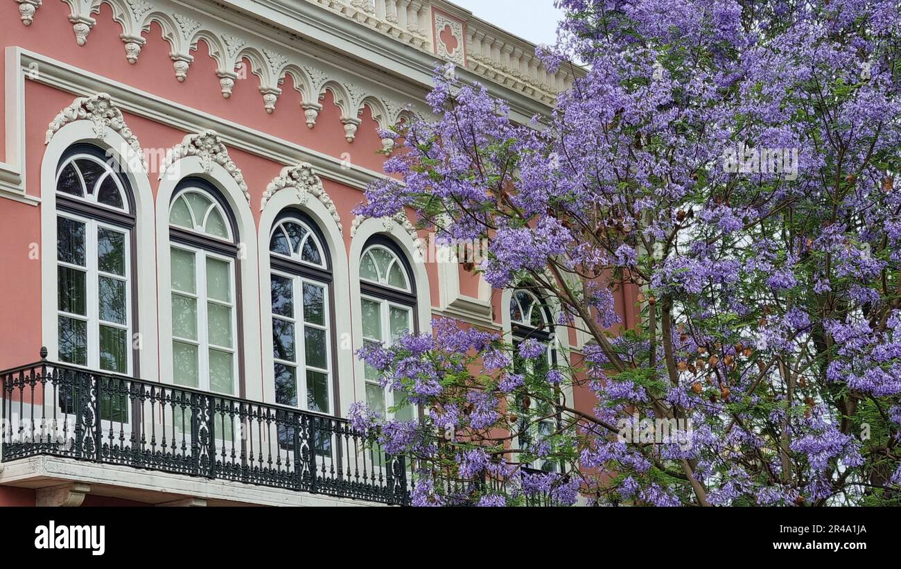 A city building with vibrant purple flowers blooming in the tree ...
