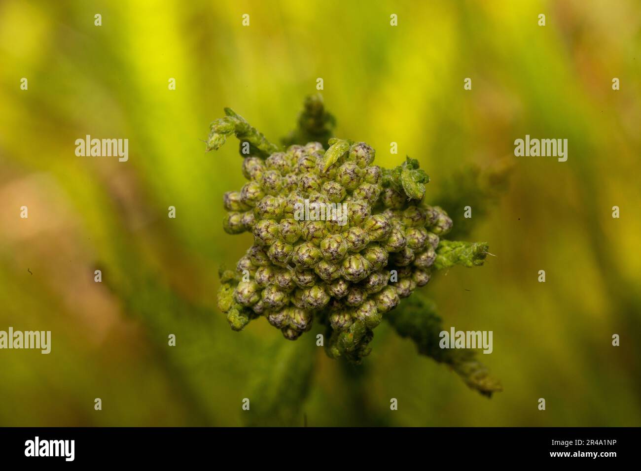 A vibrant green plant with a cluster of buds Stock Photo - Alamy