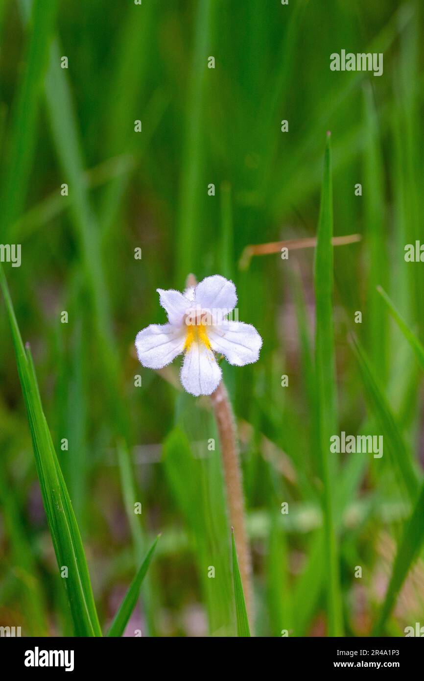 One flowered broomrape hi-res stock photography and images - Alamy