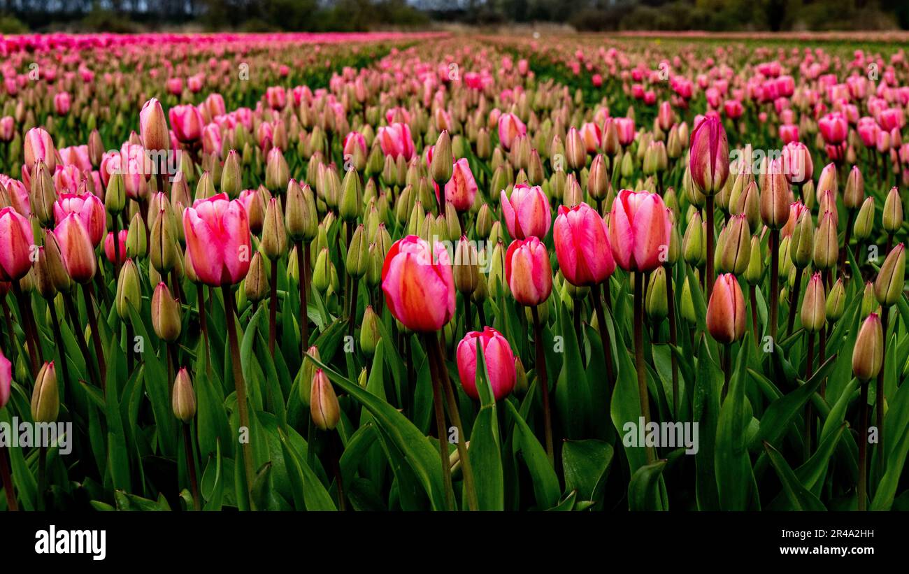 A serene outdoor scene featuring a field of vibrant pink tulips ...