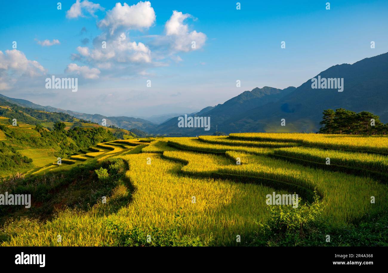 Sunset in Mu Cang Chai terraces, Vietnam Stock Photo - Alamy