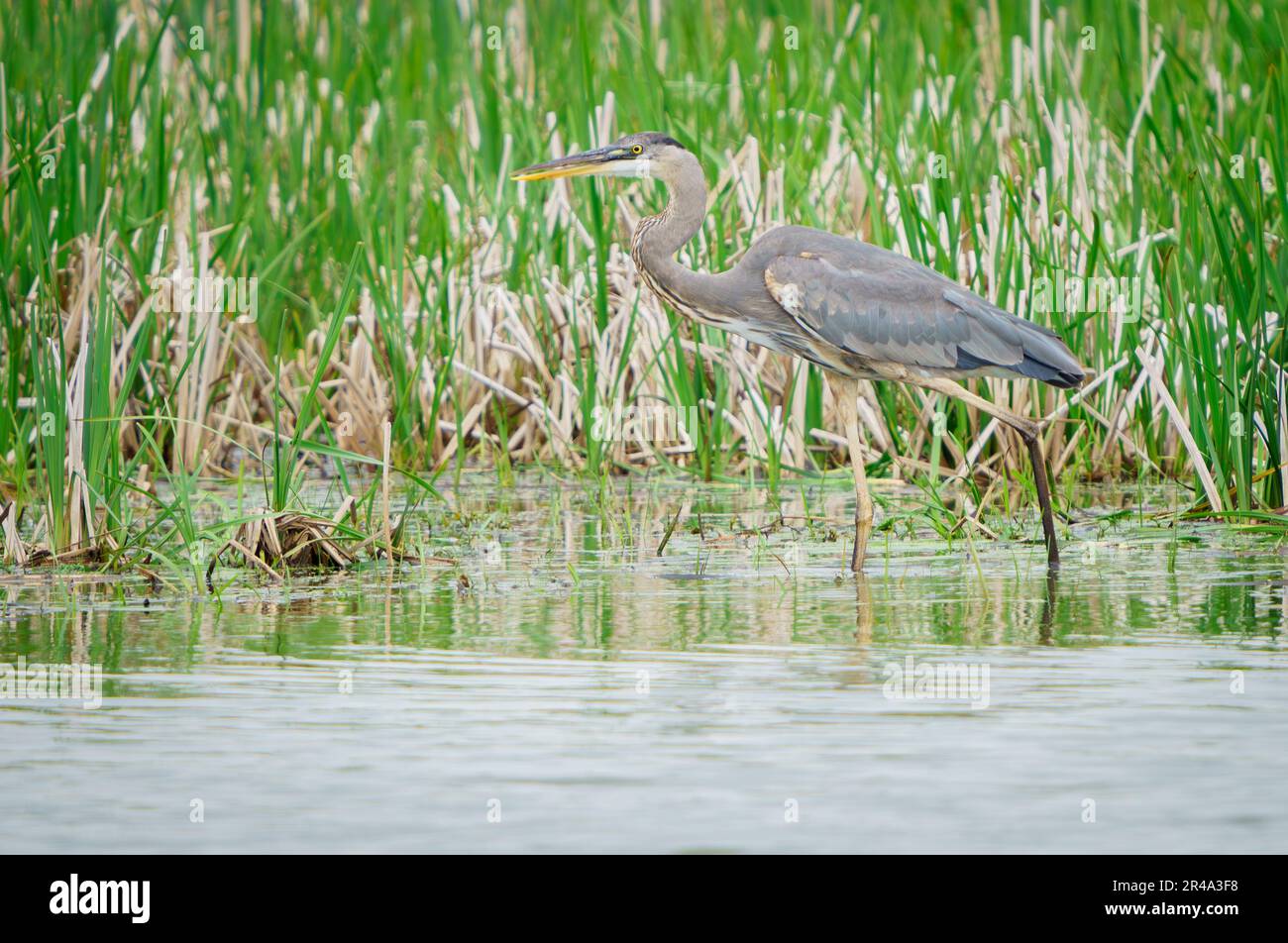 Great Blue Heron Stalking in shallow water for fish and other aquatic ...