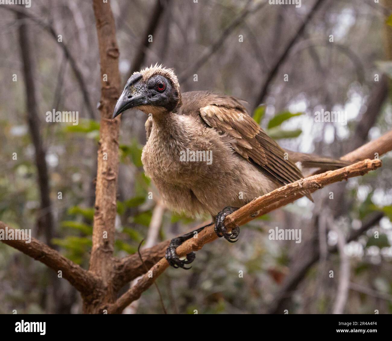 A Helmeted Friarbird (Philemon albitorques) perched in the bushland of ...