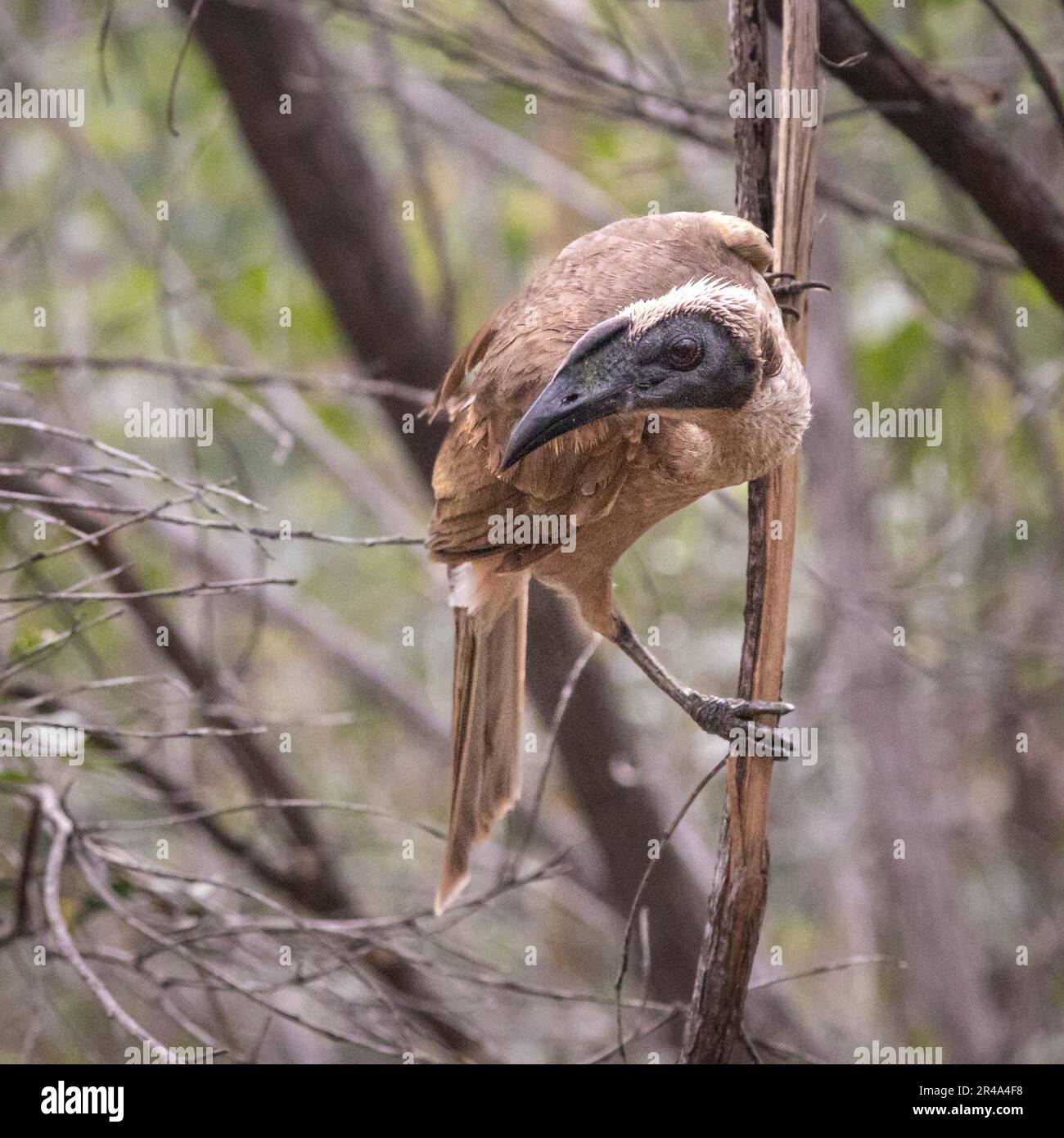 A Helmeted Friarbird (Philemon albitorques) perched in the bushland of ...