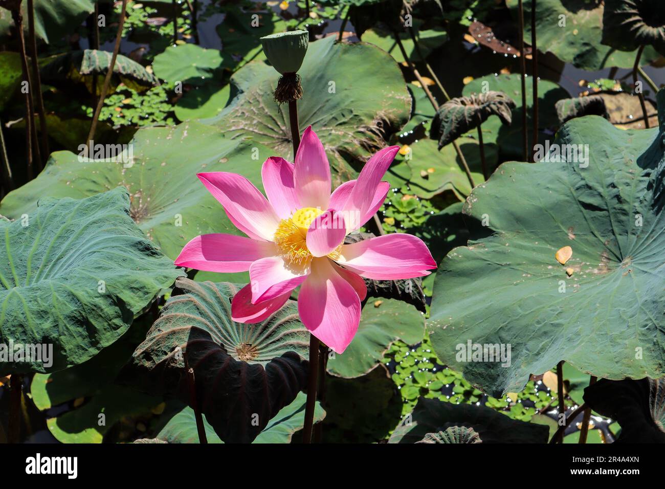 A vibrant Nut-bearing lotus (Nelumbo nucifera) flower with bright pink ...