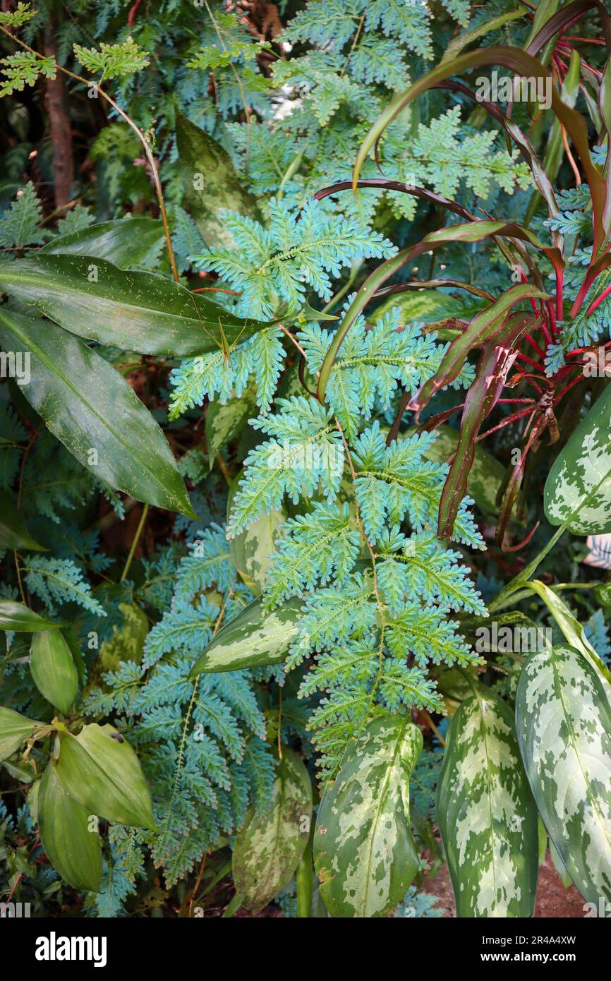 Peacock fern or horseshoe fern hi-res stock photography and images - Alamy